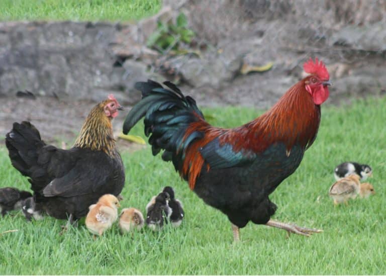 Using Animal Prints in Your Home | Trans-Pacific Design